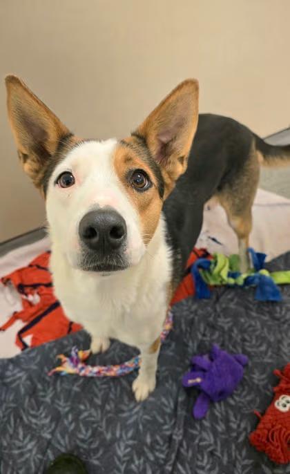 🐶 Playful, Gentle & Loyal Dogs Ready for Adoption in Bellevue - NewsBreak
