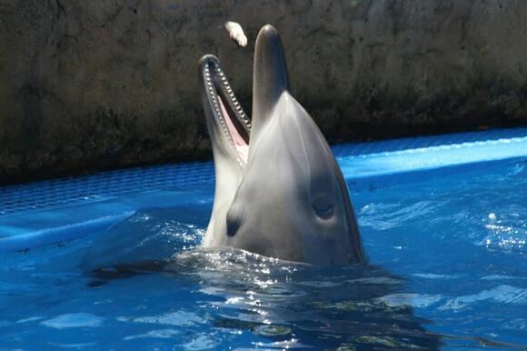 How Dolphins Communicate With Each Other Underwater - NewsBreak