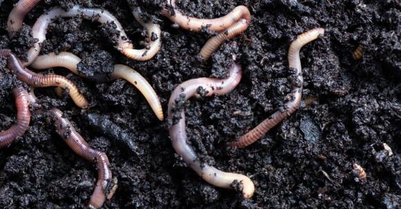 Worm Reproduction: How Exactly Do They Reproduce? - NewsBreak