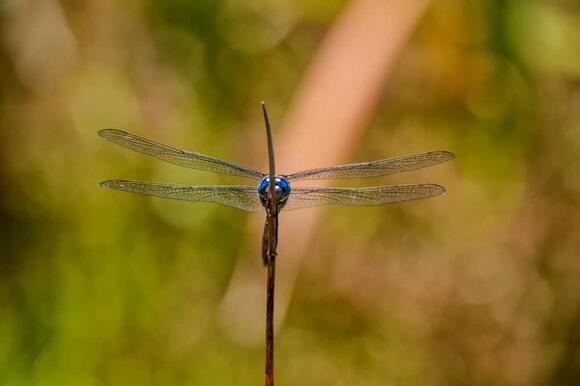 The Fastest Insect Meet the Dragonfly - NewsBreak