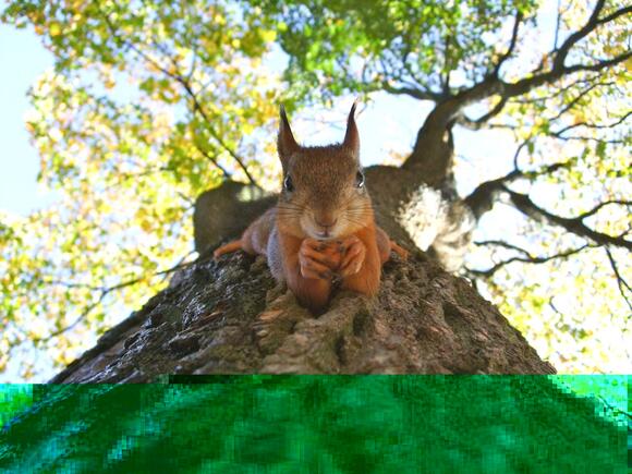 Florida’s Drunk Squirrels Are Back — And They’re Waging War on ...