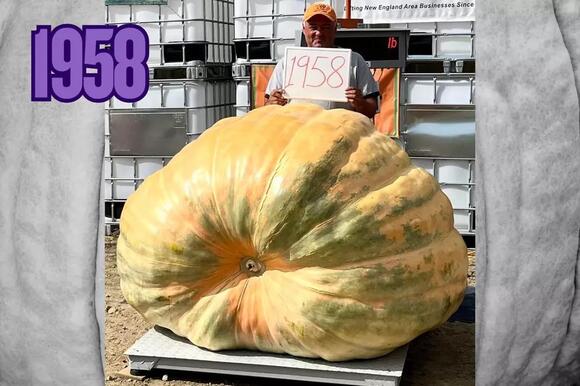 The Biggest Pumpkin in Maine for 2025 Weighs Over 1,600 Pounds - NewsBreak