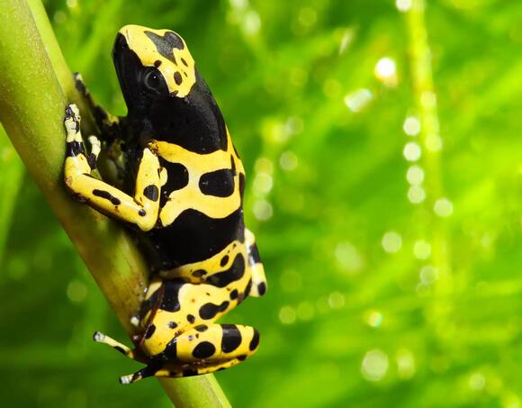 Top 7 Animals That Use Poison as a Weapon - NewsBreak