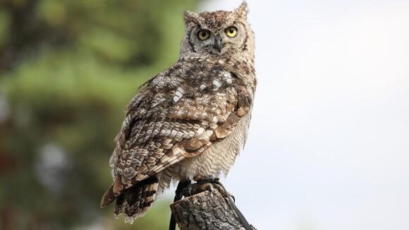 11 Native American Symbols and Their Animal Meanings - NewsBreak