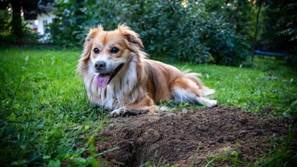 How to Use Diatomaceous Earth for Ticks in Dogs - NewsBreak