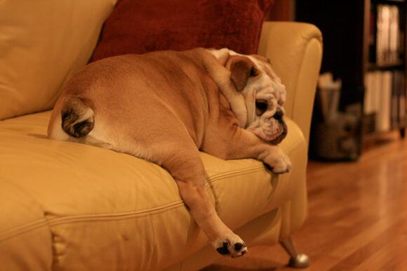 10 Stubborn Dog Breeds That are A Trainer’s Nightmare - NewsBreak