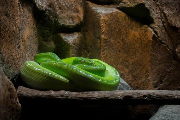 How to Care for a Pet Green Tree Python - NewsBreak