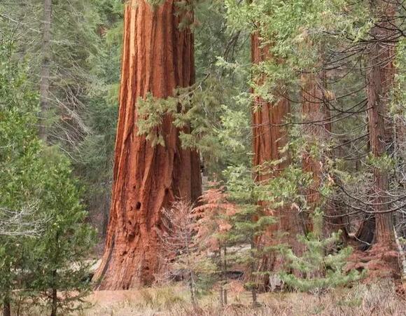California’s Giant Sequoias and the Science Behind Their Extreme ...