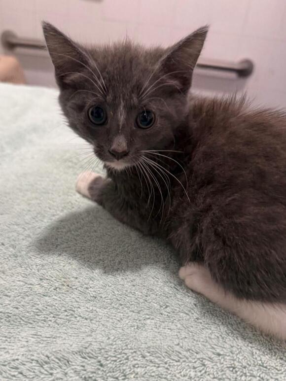 🐱 Friendly Cats and Kittens Ready for Adoption in Inverness - NewsBreak