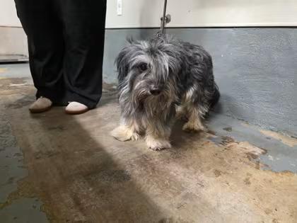 🐶 Playful & Loyal Dogs Ready for Adoption in Jourdanton - NewsBreak