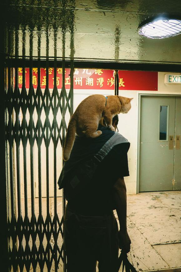 How to Tell If Your Cat Thinks You’re Their Parent - NewsBreak