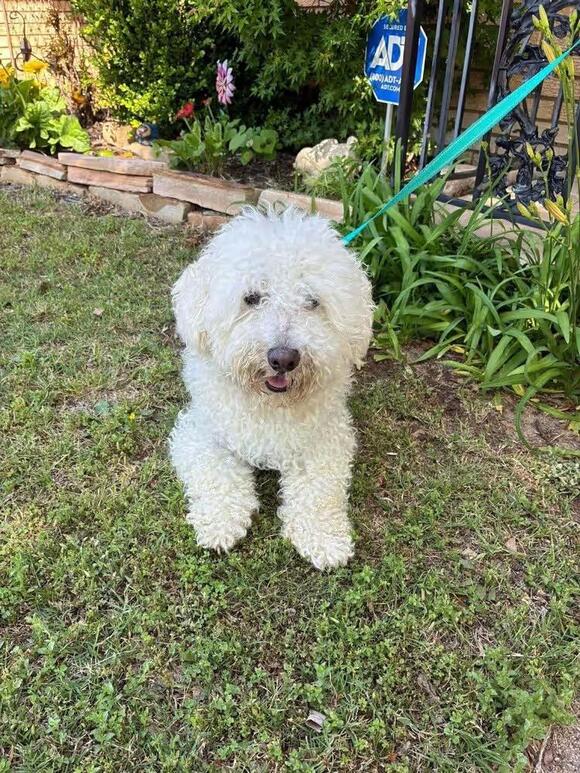 🐶 Playful Puppies and Loving Dogs Ready for Adoption in Oklahoma City ...
