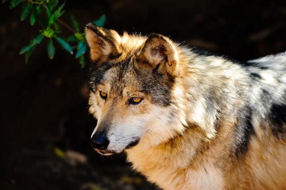 These Wolves Were Cloned to Save the Species - NewsBreak