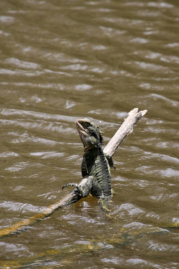 Fins, Scales, and Swagger: The Hidden Life of the Sailfin Dragon ...