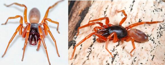 When Red Devil Spiders Arrived On A New Island, Their Genome ...