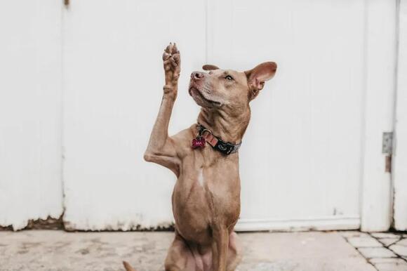 The One Thing You Do Every Day That Makes Your Dog Stop Trusting You ...