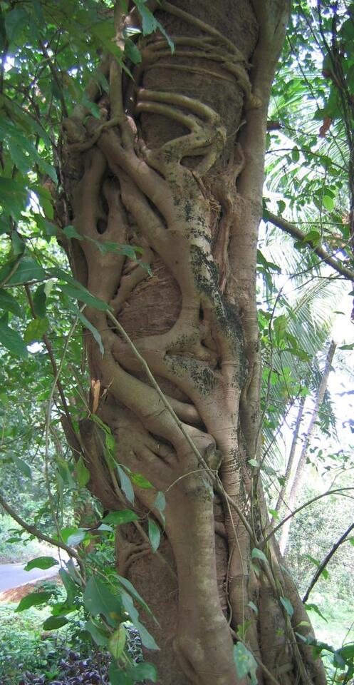 Strangler Figs: The Beautiful Killers of the Rainforest Canopy - NewsBreak