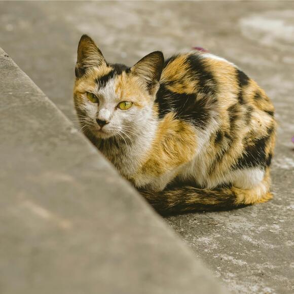 10 Hypoallergenic Cat Breeds That Still Cuddle - NewsBreak