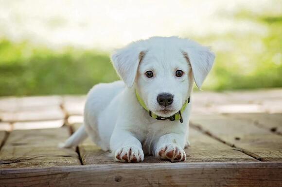 5 Dog Breeds With Super Senses Backed by Science - NewsBreak