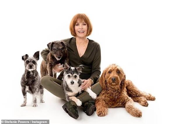 Stefanie Powers, 83, was on Hart To Hart, see her now in Christmas card ...