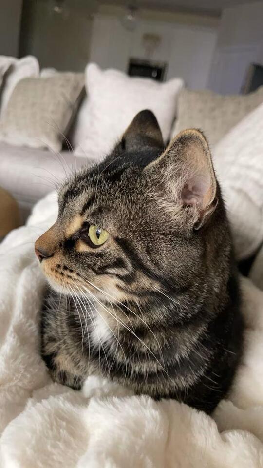 🐱 Gentle & Loving Cats Ready for Adoption in Fairfax, VA - NewsBreak