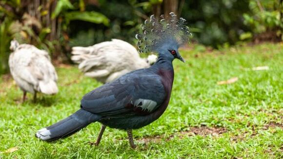 10 of The World’s Most Striking Birds - NewsBreak