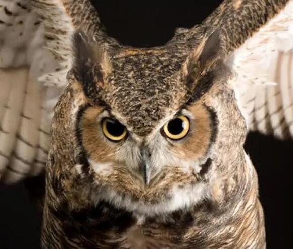 What Spirit Animal Protects You During Hard Times (Based on Your Sign ...