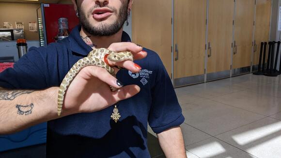 8 Ways Snakes Show Their Subtle Affection - NewsBreak