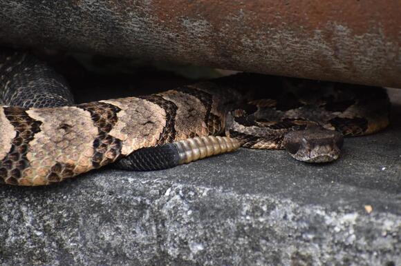 The Hidden World of Philippine Karst Caves: Bats, Snakes, and ...