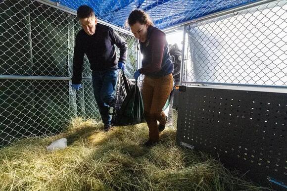 Colorado Parks and Wildlife Confirms Death of Reintroduced Wolf - NewsBreak