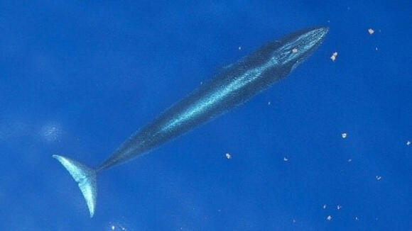 US Removes Endangered Whale Protection Laws in Gulf of Mexico, Sparking ...