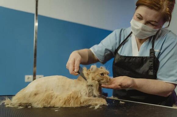 10 Recent Breakthroughs in Cat Genetics Research - NewsBreak