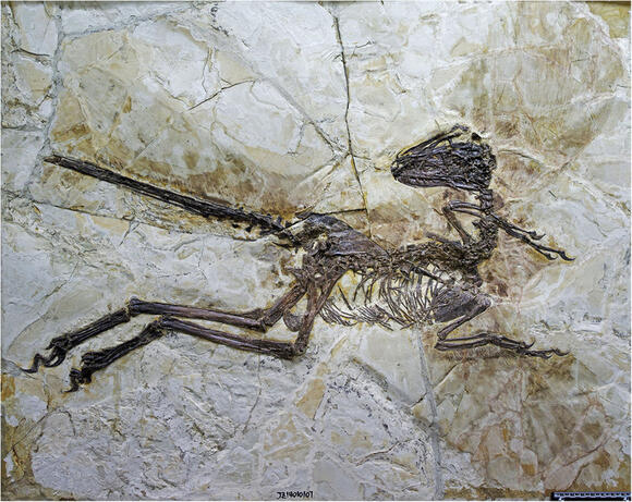 The Mystery of the Missing Dinosaur Bones: Why Some Species Vanished ...