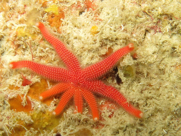 The Sea Creature That Can Rip Itself Apart — and Live - NewsBreak