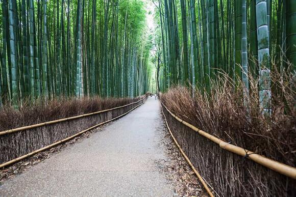 17 Animals That Eat Bamboo (It’s Not Just Pandas!) - NewsBreak