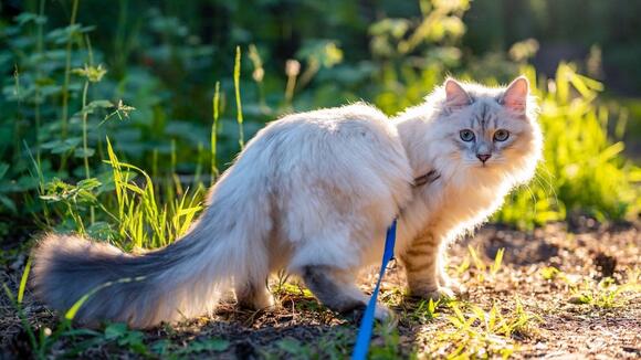 Does Your Cat’s Tail Language Hold Clues to Their Inner World? - NewsBreak