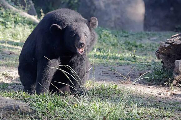 16 Fierce Predators that Eat Bald Eagles (…If They Can Catch Them ...