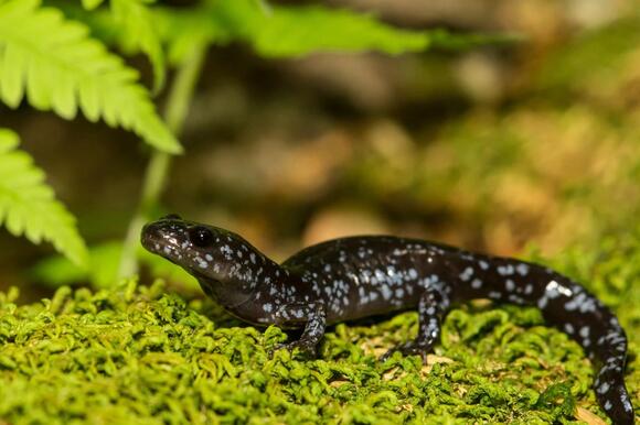 Blue Spotted Salamanders and Michigan’s Annual Migration - NewsBreak