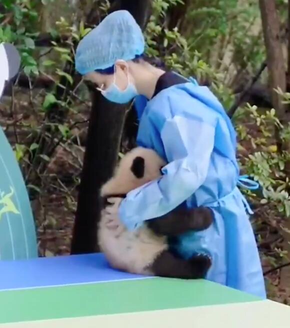baby panda is hurt after falling, asks for a hug from nanny🥺🥺😭