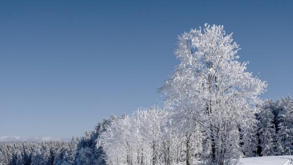 Fascinating Facts About Animals That Hibernate - NewsBreak