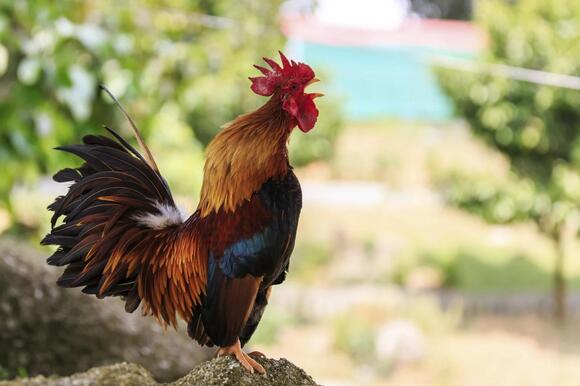 Man Claims Training Rooster As Police Investigate Animal Cruelty ...