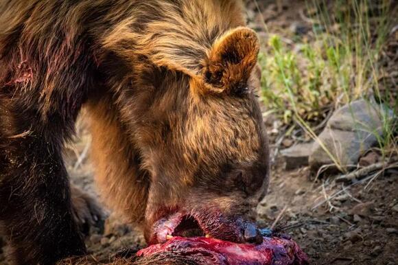 Gray Wolf Management In Colorado Under Federal Scrutiny - NewsBreak