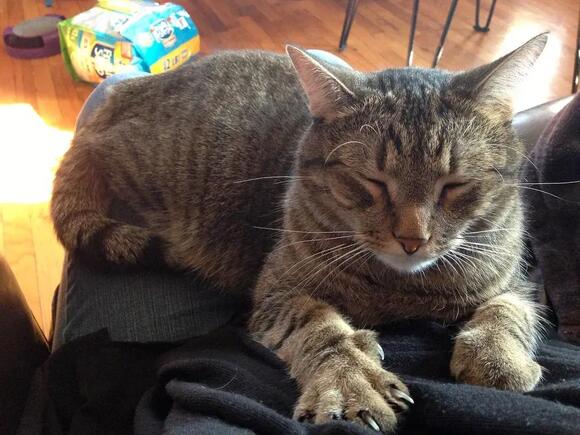 12 Strange Ways Your Cat Shows They’re Completely Attached to You ...