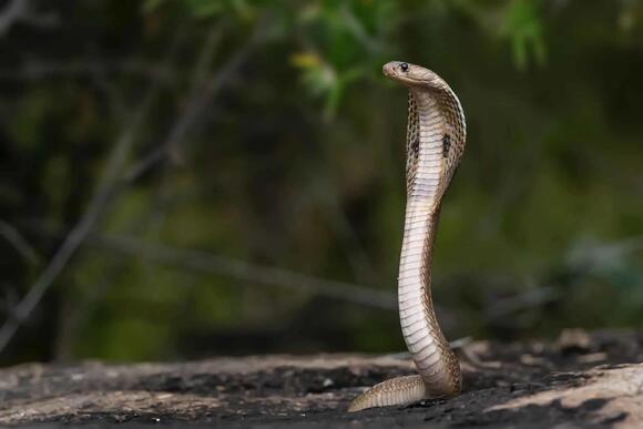 Who Would Win in A Fight: Cobra or Puma? - NewsBreak