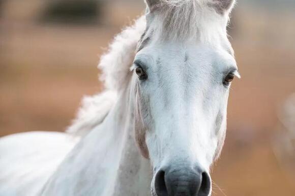 America's weirdest horse laws from riding 'ugly' horses to equine ...