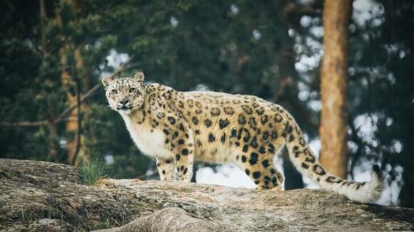 10 Animals That Surprisingly Love Cold Weather - NewsBreak