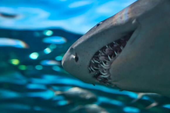 Shark Teeth 101: Why They Constantly Lose and Regrow Them - NewsBreak