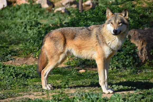 The 12 Most Feared Animals in North America - NewsBreak