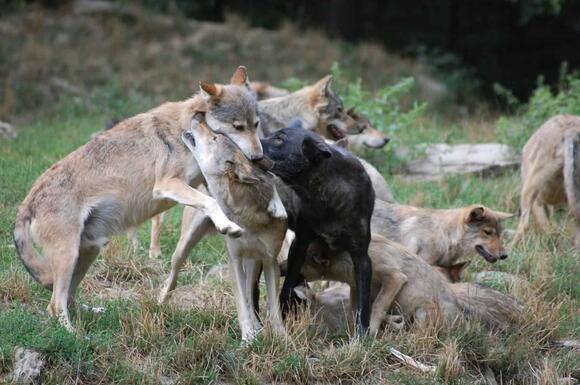 These Wolves Were Cloned to Save the Species - NewsBreak