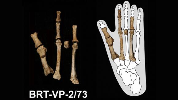 A fossilized foot found 15 years ago belonged to enigmatic human ...